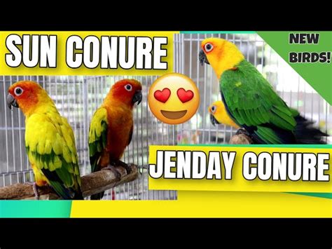 Loro Conure Jenday Four Decades Breeding Jenday Conures