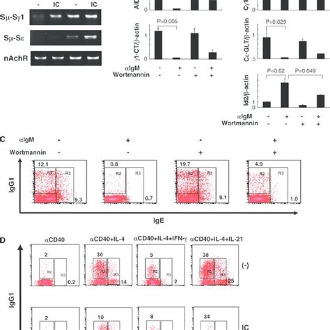 Bcr Cross Linking Inhibits Igg1 And Ige Csr Via Pi3k B Cells 1 3 10 5 Download Scientific