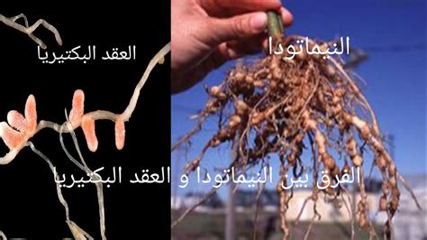 الفرق بين النيماتودا و العقد البكتيريا Youtube