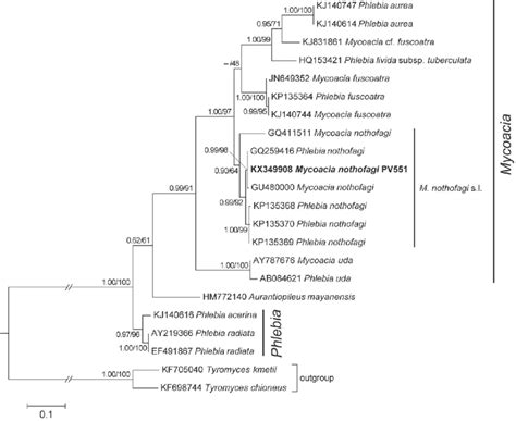 50 Majority Rule Consensus Phylogram Derived From Bayesian Inference