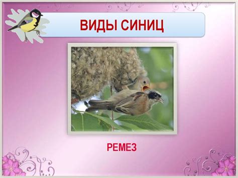 Учимся рисовать синичку презентация онлайн