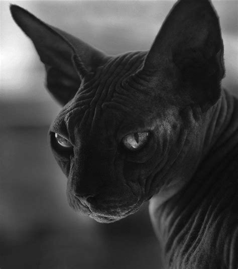 Дальневосточный сфинкс кот с шерстью (73 фото) | Сфинкс, Кот, Серый котенок