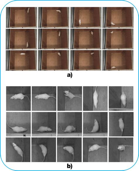 Dataset Examples For The Training Of The Ssd Used For The Rats Download Scientific Diagram