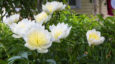 Bijūnas „honey Gold Obenių Medelynas