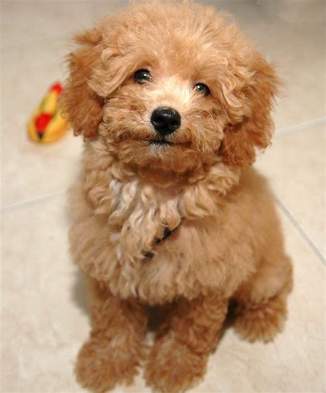 Poodle Cachorro Fotos De Toy Poodle De Stock Zbpsxz