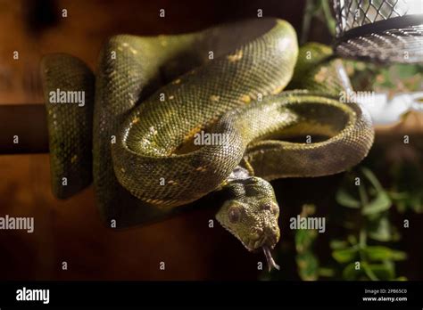 Production 09 March 2023 Hesse Rodgau A Green Tree Python Native To The Tropical