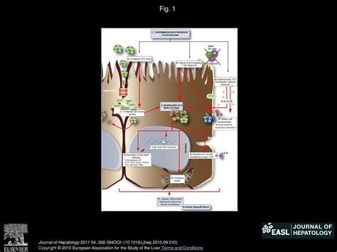 Pathogenesis Of Cholestatic Hepatitis C Ppt Download