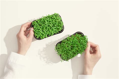 용기에 Arugula와 물냉이 샐러드의 콩나물을 재배하고 베이지 색 배경에 Microgreens를 들고있는 여성의 손 마이크로 그린 건강 식품 비건 식품 젊은 신선한 허브
