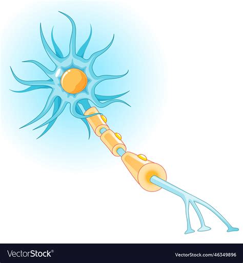 Structure Of A Typical Neuron Royalty Free Vector Image