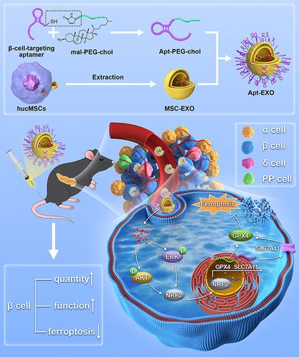 Full Article Pegylated β Cell Targeting Exosomes From Mesenchymal Stem