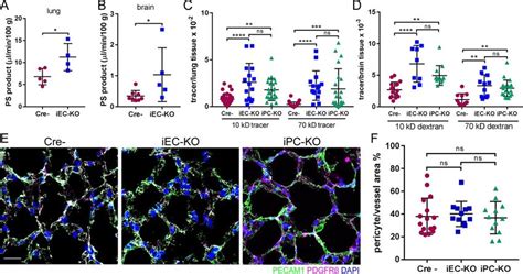 Cdh2 Deletion In Ecs And Pericytes Increases Junctional Endothelial Download Scientific Diagram