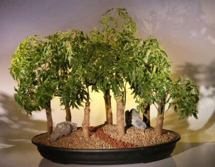 Ming Aralia Bonsai Tree Seven 7 Tree Forest Grouppolyscais Fruticosa