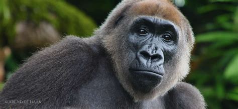 Biodiversity Conservation Rudec Cameroon