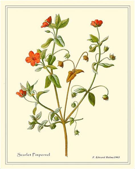 Scarlet Pimpernel Botanical Reproduction Edward Hulme 1906