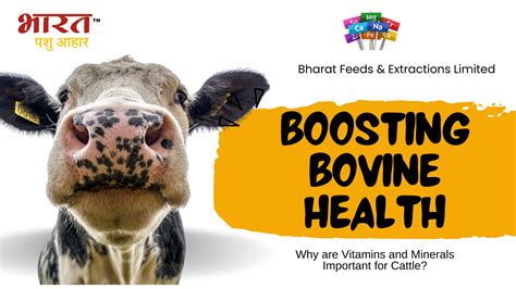 Vitamins And Minerals In Cattle Feed For Bovine Health