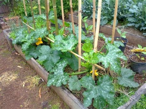 Growing Zucchini Vertically
