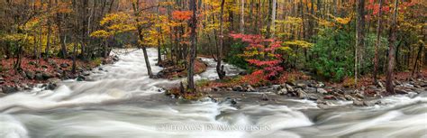 New Release Fine Art Prints Thomas D Mangelsen