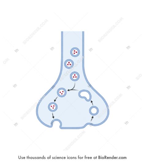 Free Pre Synaptic Membrane With Cycling Vesicles Icons Symbols And Images Biorender