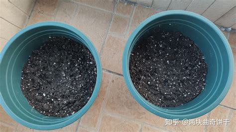 洋甘菊种植记录已完结 知乎