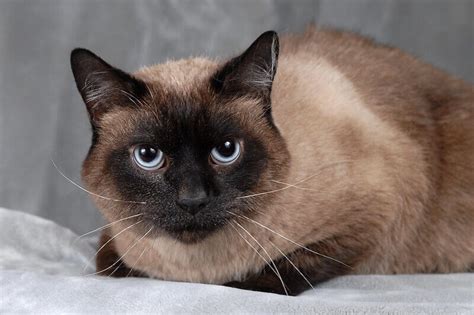 145 Purrfect Thai Cat Names For Your Feline Friend