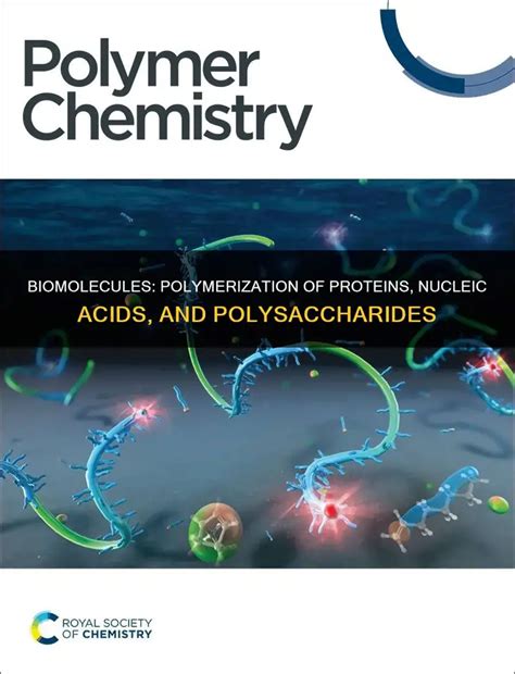 Biomolecules Polymerization Of Proteins Nucleic Acids And
