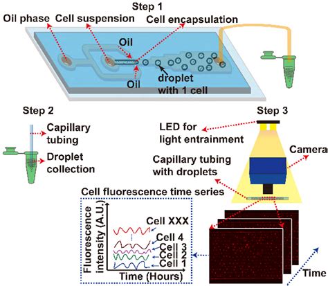 Figure 1 From Single Cells Of Neurospora Crassa Show Circadian