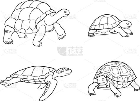 海龟 轮廓 摆拍 小的 动物 两栖纲 爬行纲 站 着色 写实