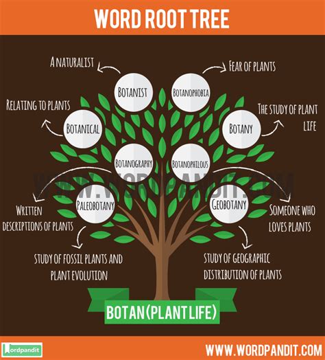 Know All About The Botan Root Word And Also Learn Multiple Words