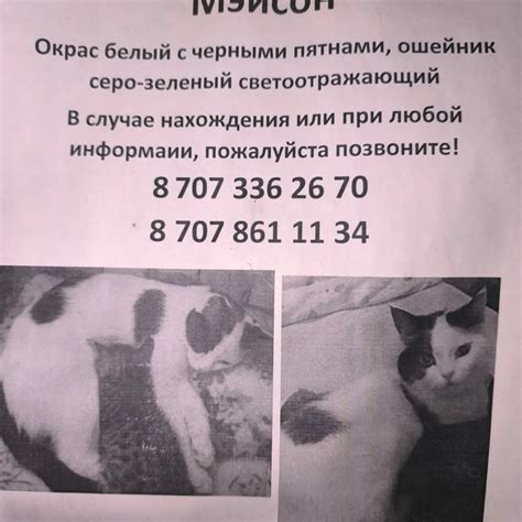 Instagram Photo By КС 4 лапы объявления • Dec 20 2024 At 4 59 Am