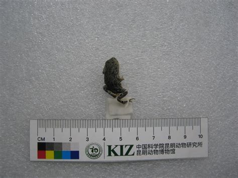 花背蟾蜍 Strauchbufo raddei 物种库 国家动物标本资源库