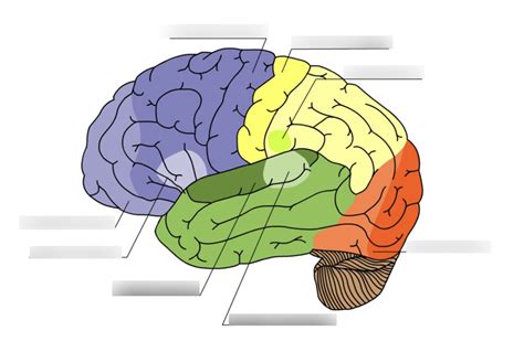 Kennisblok 2 Gebieden In De Cortex Diagram Quizlet