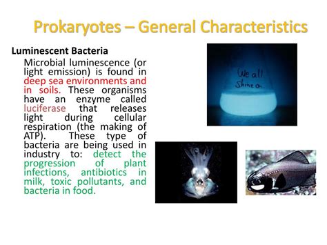 Ppt Exploring Prokaryotes Structures And Diversity Powerpoint Presentation Id 2129381