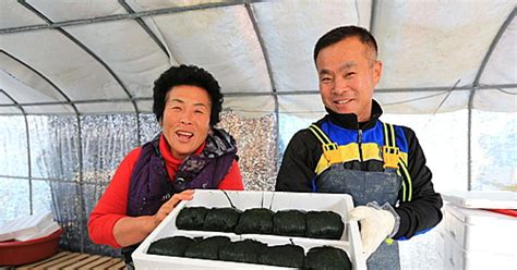 제철맞은 완도 매생이