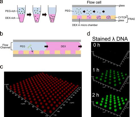 On Chip Enrichment System For Digital Bioassay Based On Aqueous Two