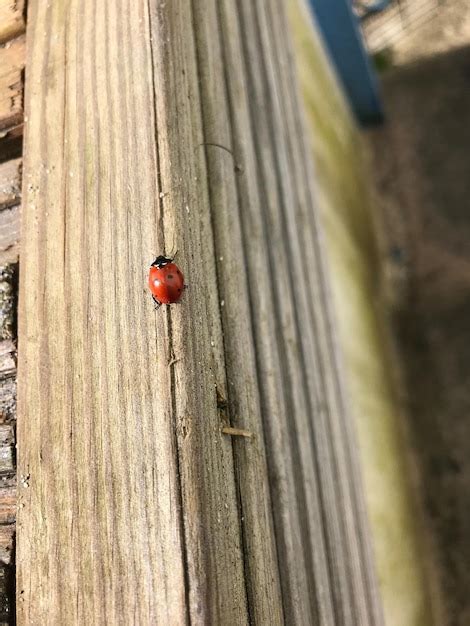 Premium Photo Close Up Of Ladybug On Wood