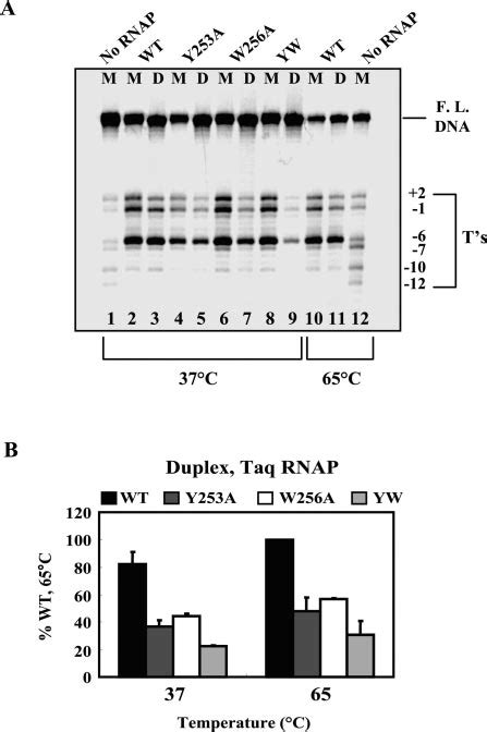 Kmno 4 Probing Experiment For Wild Type And Mutant Taq Rnap A Typical Download Scientific