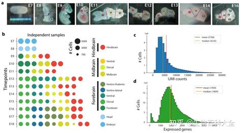文献分享 单细胞测序探究小鼠胚胎时期脑组织发育过程 知乎