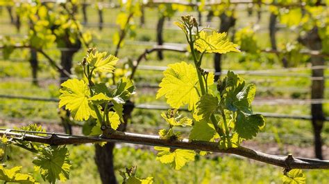 The Fascinating Anatomy Of Vines The Vines Structure