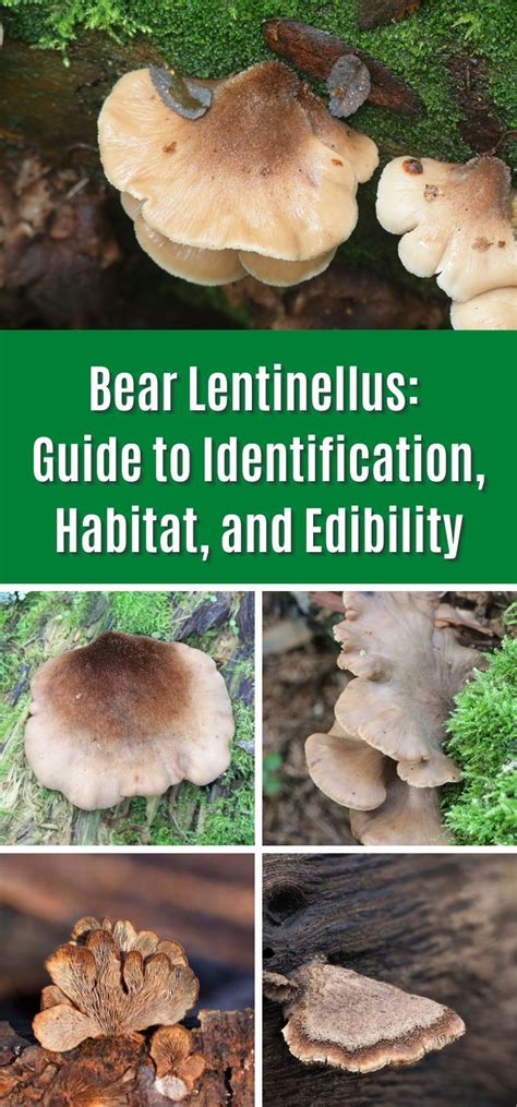 Bear Lentinellus Guide To Identification Habitat And Edibility Mushroom Appreciation