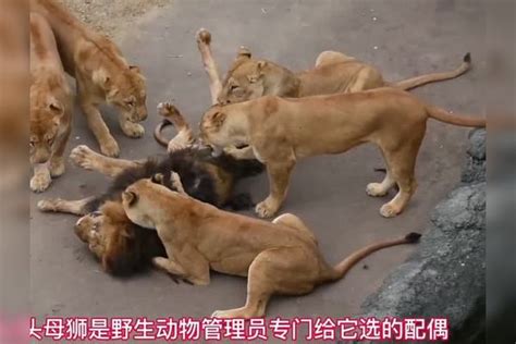 不知足的雄狮整天欺负自己的母狮，忍无可忍的母狮们联合起来暴揍雄狮。雄狮