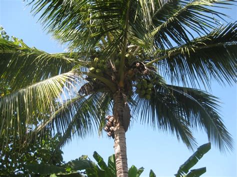 Coconut Tree Cool Ed Tk