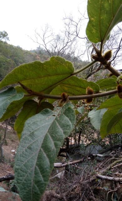 鄉下客帶你認識五指毛桃 每日頭條