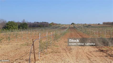 농지에 올리브 나무 묘목의 행 젊고 빠르게 성장하는 식물 품종 0명에 대한 스톡 사진 및 기타 이미지 0명 계절 과수원 Istock