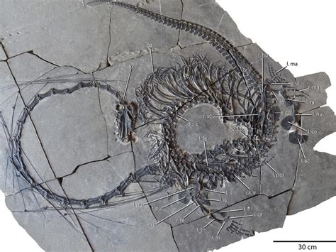 ‘sue A 444 Million Year Old Fossil Reveals Stunning Soft Tissue