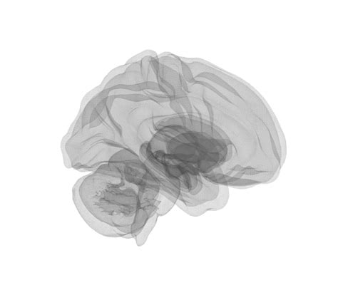 Cortex Subcortex Cerebellum And Brainstem Surface Rendering — Cerebro Viewer 00104