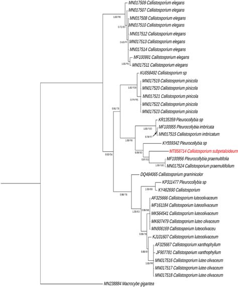 Phylogeny Of Selected Members Based On A Bayesian And Maximum Download Scientific Diagram