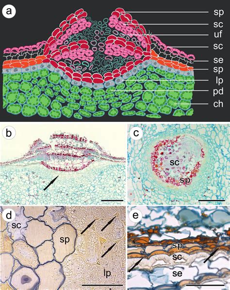 Structure Of Primary Picea Abies L Karst Lenticels B D And