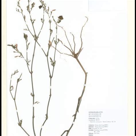 中文種名 槍刀菜 學名 Hypoestes cumingiana Benth Hook