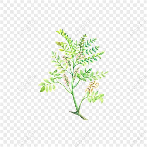 감초 식물 Png 일러스트 무료 다운로드 Lovepik