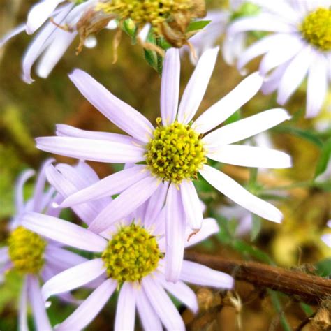 Schönaster Kalimeris Yomena